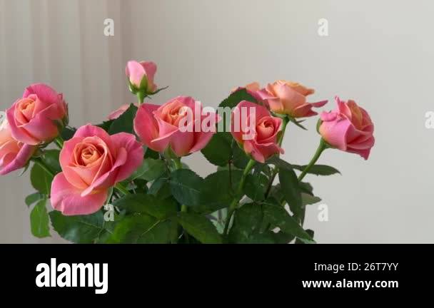 Elegant peach-colored roses in a cozy modern kitchen with soft natural ...