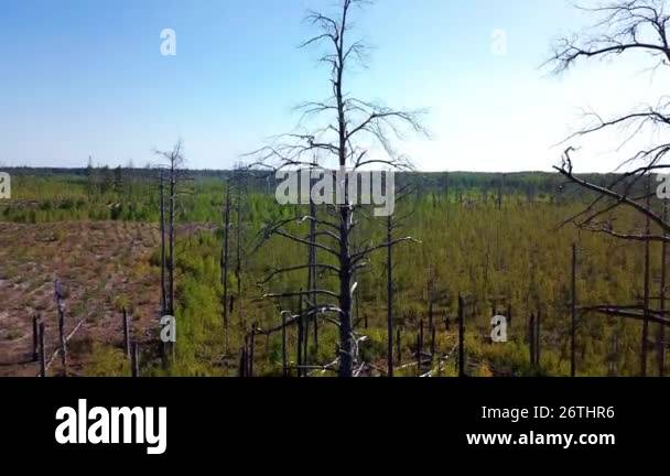 Aerial drone view of young trees growing on the site of a burnt forest ...