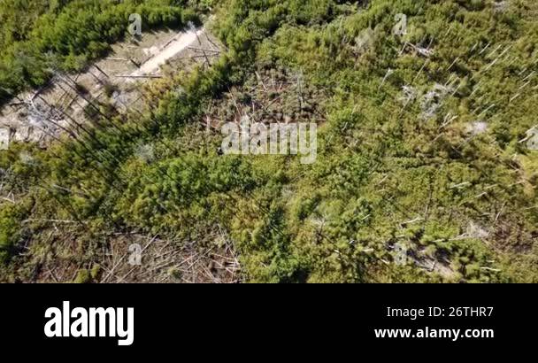 Aerial drone view of young trees growing on the site of a burnt forest ...