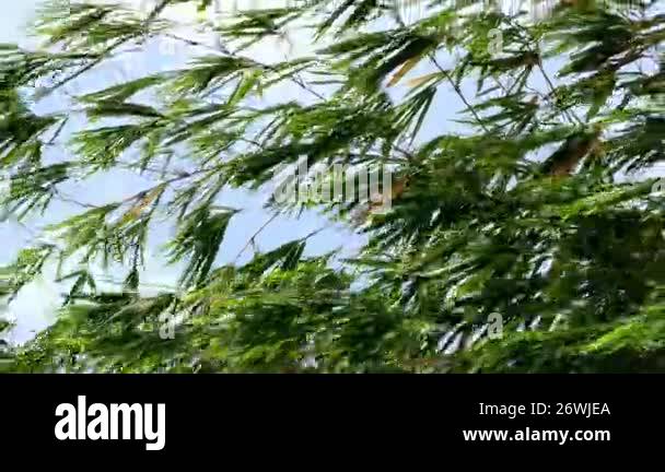 Branches of fresh bamboo plant swaying in the wind Stock Video Footage ...