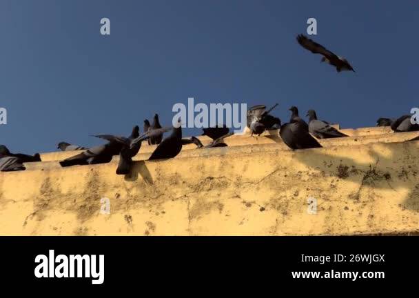 Pigeons perched on the top of a building Stock Video Footage - Alamy