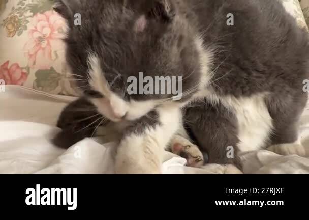Floral hygiene Stock Videos & Footage - HD and 4K Video Clips - Alamy