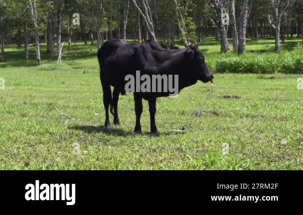 Beautiful cows live together at the rural farm Stock Video Footage - Alamy