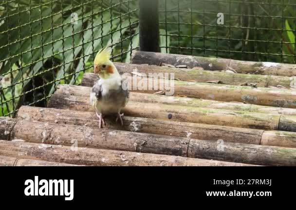 Parrot set Stock Videos & Footage - HD and 4K Video Clips - Alamy