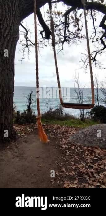 A rustic swing tied to a large tree branch overlooking the ocean. The ...