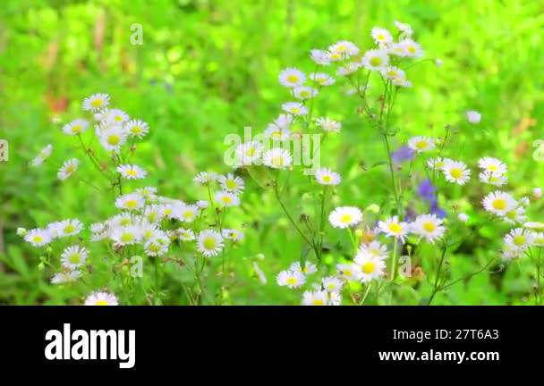 The gentle movement of daisies in the sunlight, naturally growing in a ...