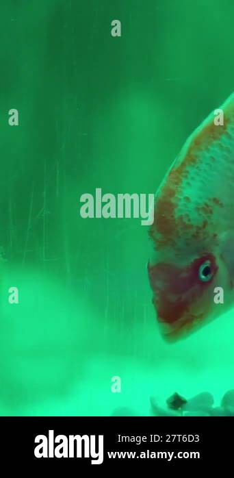 Amphilophus labiatus in aquarium. Animals of the underwater sea . High ...