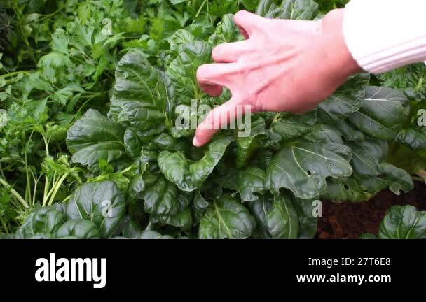 Farmers inspect organic kai-lan or Chinese kale fields before ...