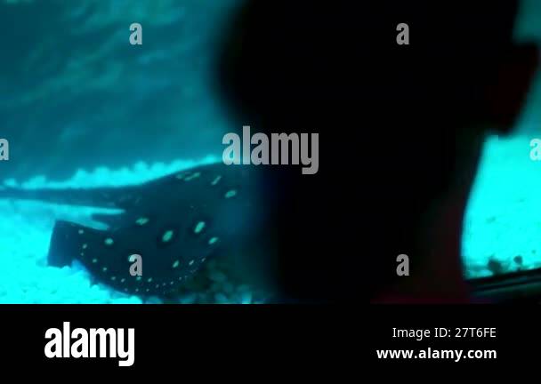 Cuban stingray fish Underwater shot of two stingrays swimming and ...