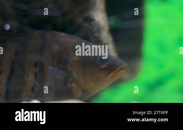 A group of predatory fish swimming in a clean and clear water aquarium ...