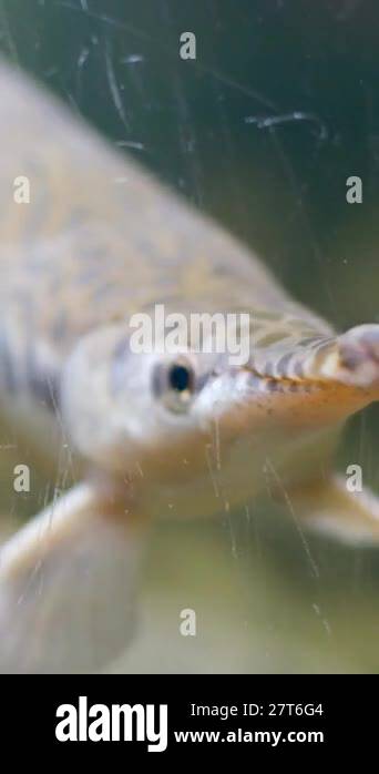 armored pike Hepsetus odoe is a small predator that feeds mainly on ...