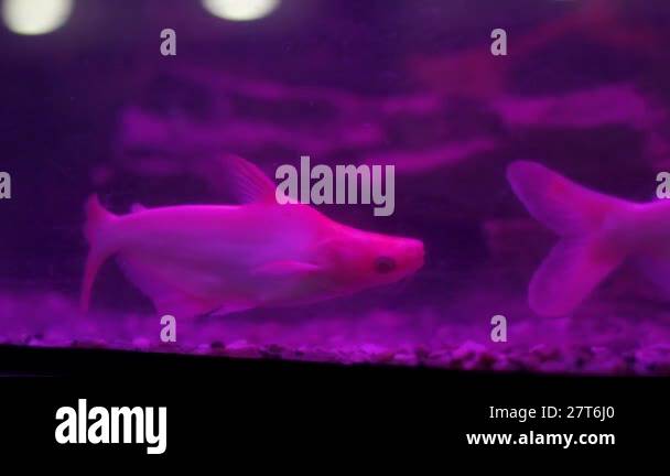 Ptedoplastoma tigerfish Tropical colored glofish or glow fish swimming ...