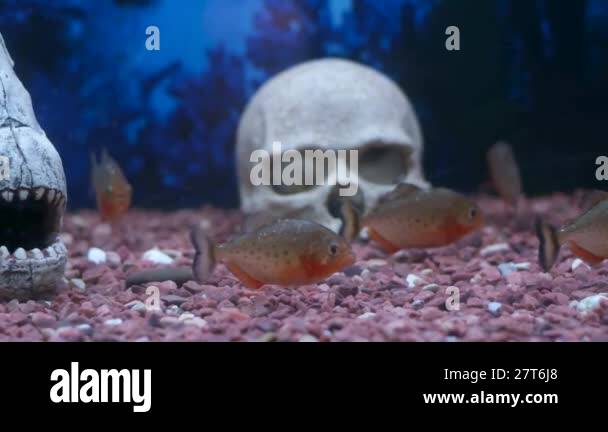 Aquarium with a skull. Fish swim in an aquarium with bubbles and a ...