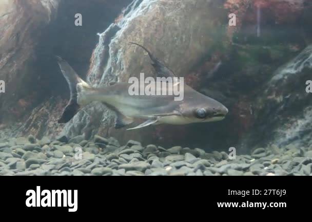 Approach of a giant catfish until touching its face, then right against ...