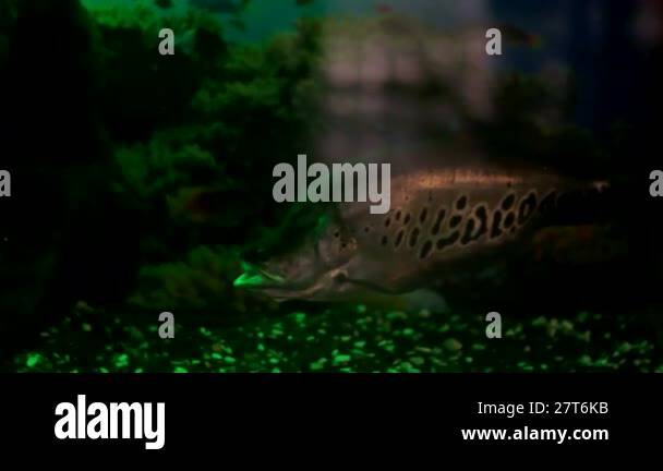 African pike green light in aquarium. High quality 4k footage Stock ...