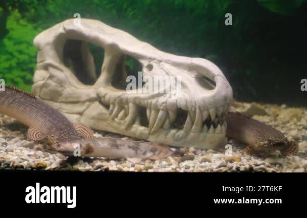 Polypterus delgaze fish swims between dinosaur skeleton aquarium . High ...