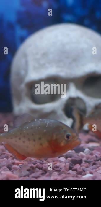 Aquarium with a skull. Fish swim in an aquarium with bubbles and a ...