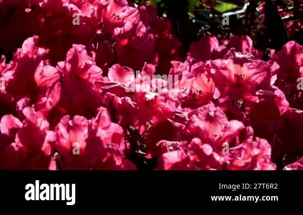 Gentle wind blowing through a branch adorned with vibrant pink flowers ...