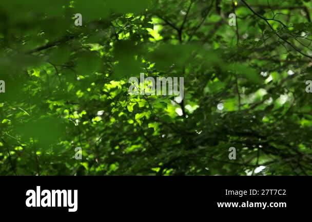 Lots of Linden Tree Branches and Green Leaves. Linden for the European ...