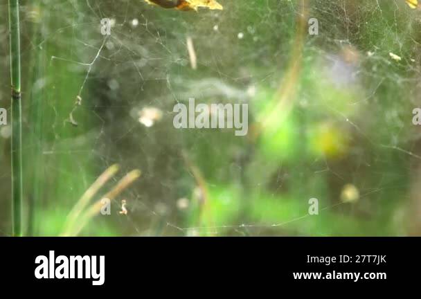Transparent Spider Waits for Its Prey in a Large Chaotic Web. Spider ...
