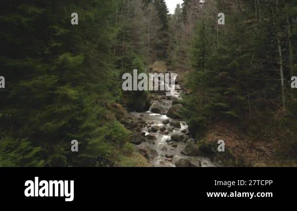 A tranquil stream cascades gently through a lush and verdant forest ...