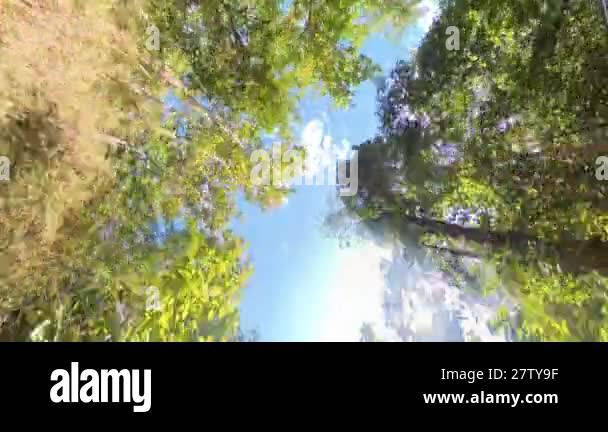 Looking up forest perspective sky on a serene road surrounded by lush ...