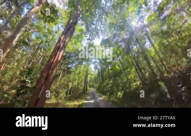 View from a car driving on a serene road surrounded by lush greenery ...