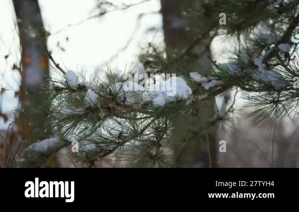 Snow covered pine tree branches swaying in the wind on a sunny winter ...