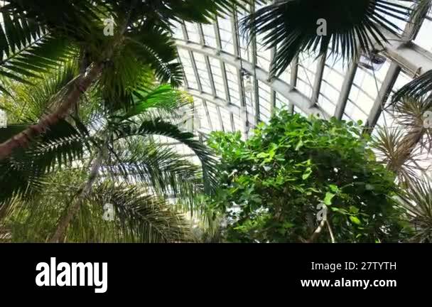 Tropical greenery and palm trees in a botanic garden. forward dolly ...