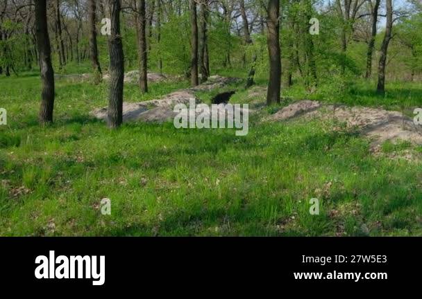 dug up earth in the forest trenches trenches visible earth forest grass ...
