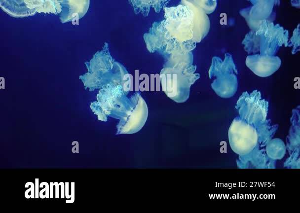 transparent dangerous toxic poisonous sea creatures jellyfish swim in ...