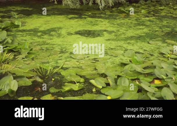 Summer nature polluted river stale water landscape swamp, swaying water ...