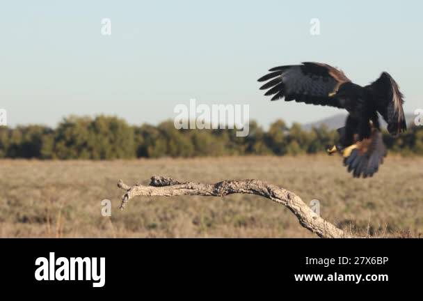 Common Buzzard gracefully flies and lands on a branch in slow motion ...