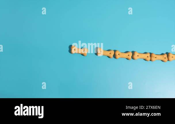 The word dog bone made from dog biscuits on a blue background, stop ...