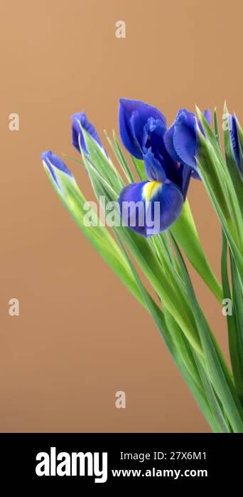 Time-lapse of growing blue iris flower on brown background. Concept of ...
