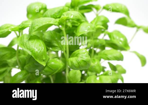 Fresh basil leaves rotate on white background. Spicy basil plant close ...