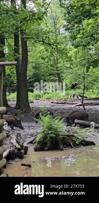 wooden path in the forest. wooden stream in the woods in forest Stock ...