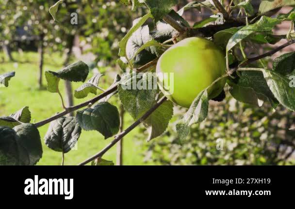 Close-up of a ripe green apple hanging from a branch in an apple ...
