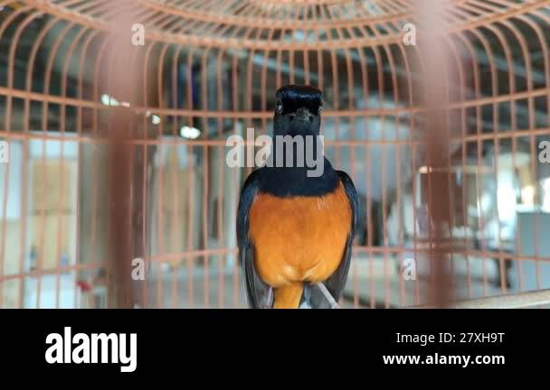 close up view of a magpie bird in a cage with its chirps sweet to hear ...