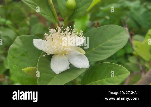 Guava tree flower Stock Videos & Footage - HD and 4K Video Clips - Alamy