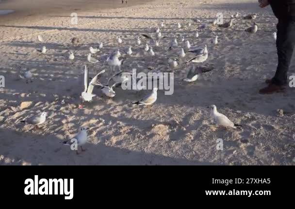 Dad and daughter feeding seagulls, Seagulls catch bread crumbs in flight on a sunny day Stock ...