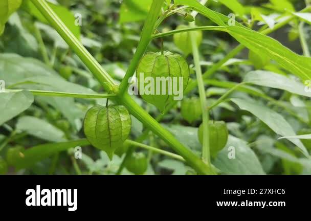Balloon berry Stock Videos & Footage - HD and 4K Video Clips - Alamy