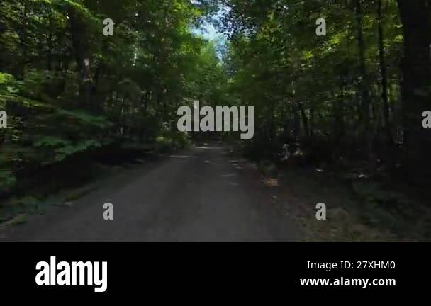 Wild green forest dirt road point of view. Car view bumpy off road ...
