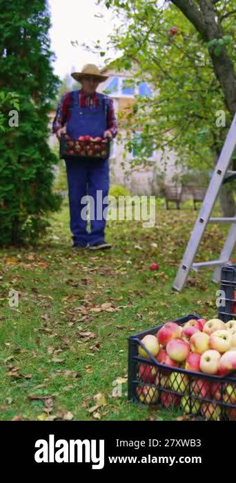 Harvesting fruit in autumn season. Farmer carrying plastic drawers full ...