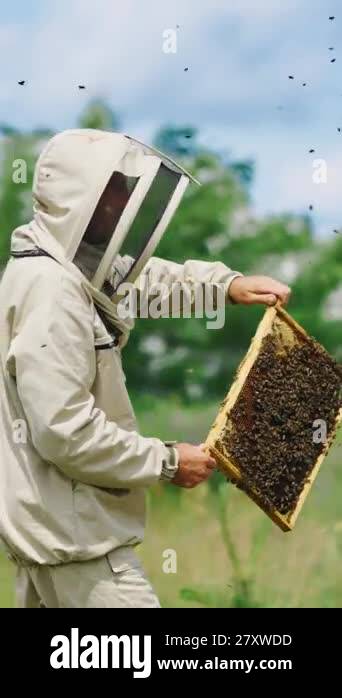 Professional beekeeper shaking off bees from frame. Apiarist in ...