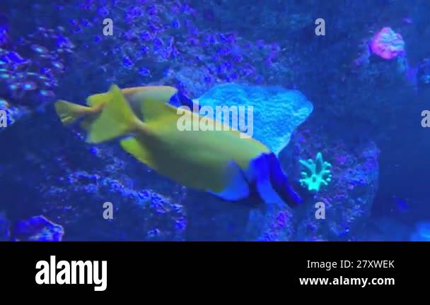 Real 4k footage of fox face rabbitfish in detail, coral reef bottom ...