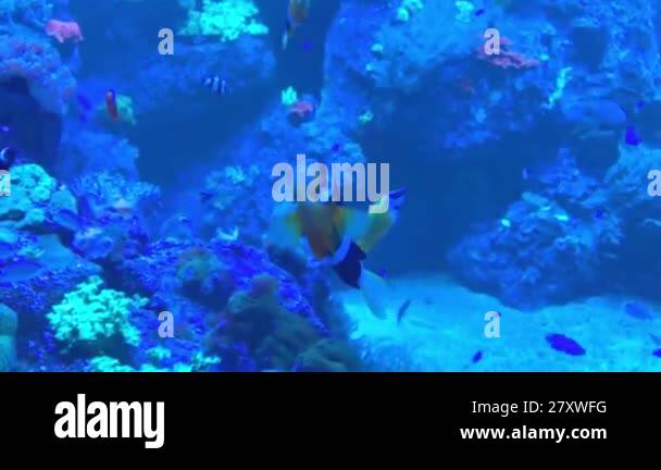 Real 4k footage of Clark's anemonefish in detail, coral reef bottom ...