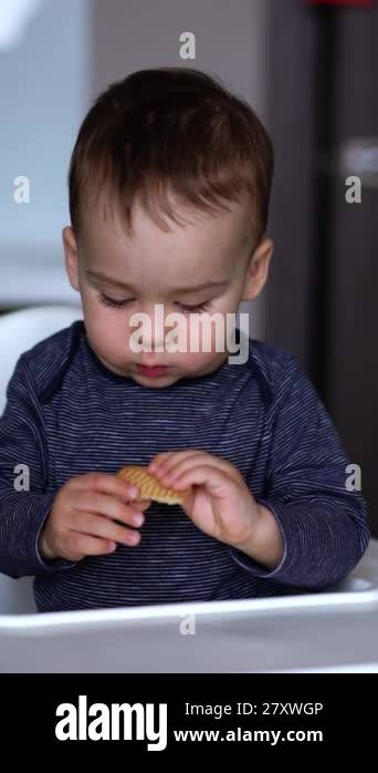 Baby boy at high chair turning a piece of biscuit in his hands. Lovely ...