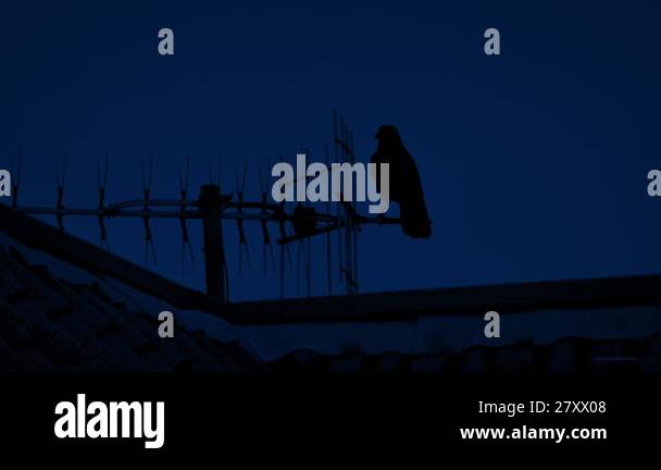 Bird Flies Off Roof Antenna At Night Stock Video Footage - Alamy