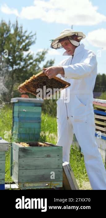 Professional apiarist examining bees on apiary in the meadow. Beekeeper ...